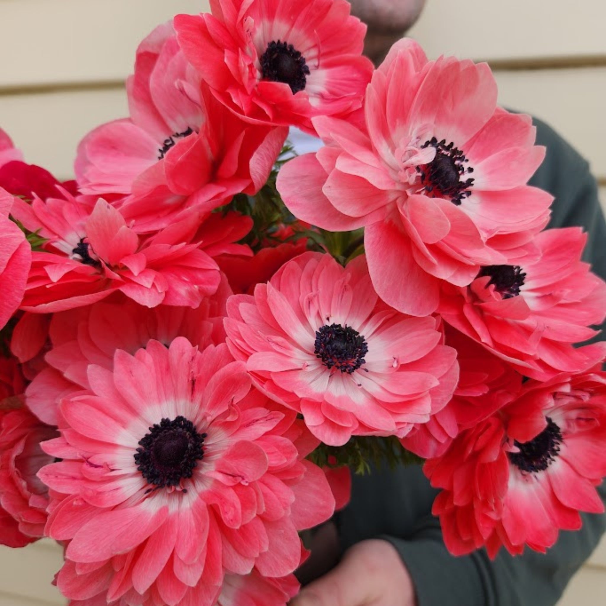 Levante Anemones – Field & Foliage