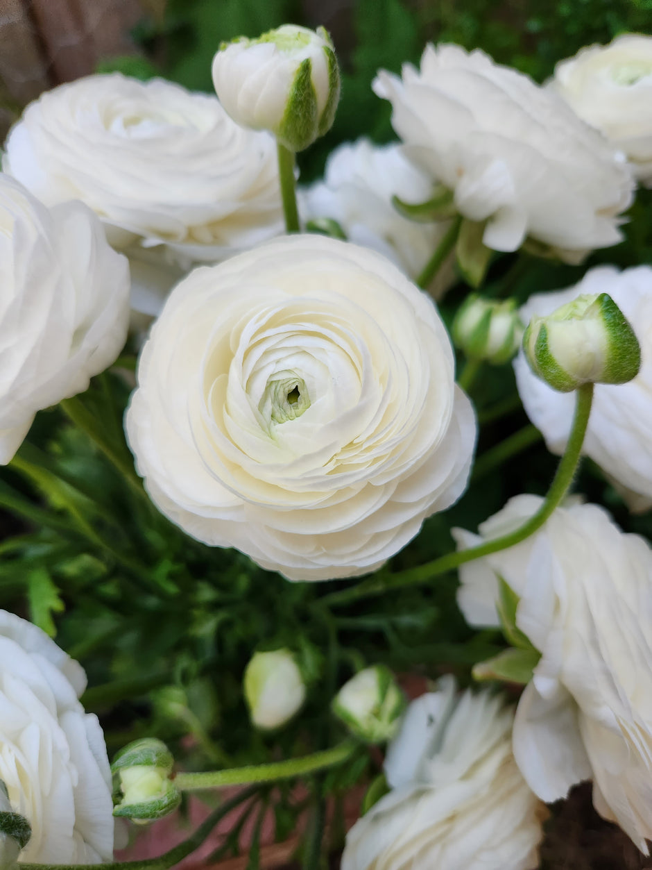 Italian Ranunculus – Field & Foliage