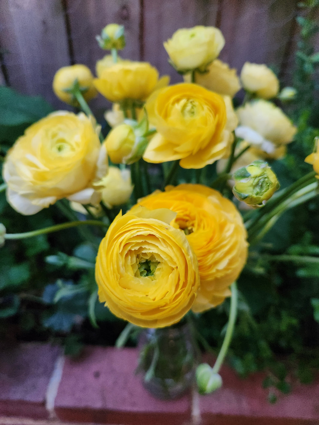 Italian Ranunculus – Field & Foliage