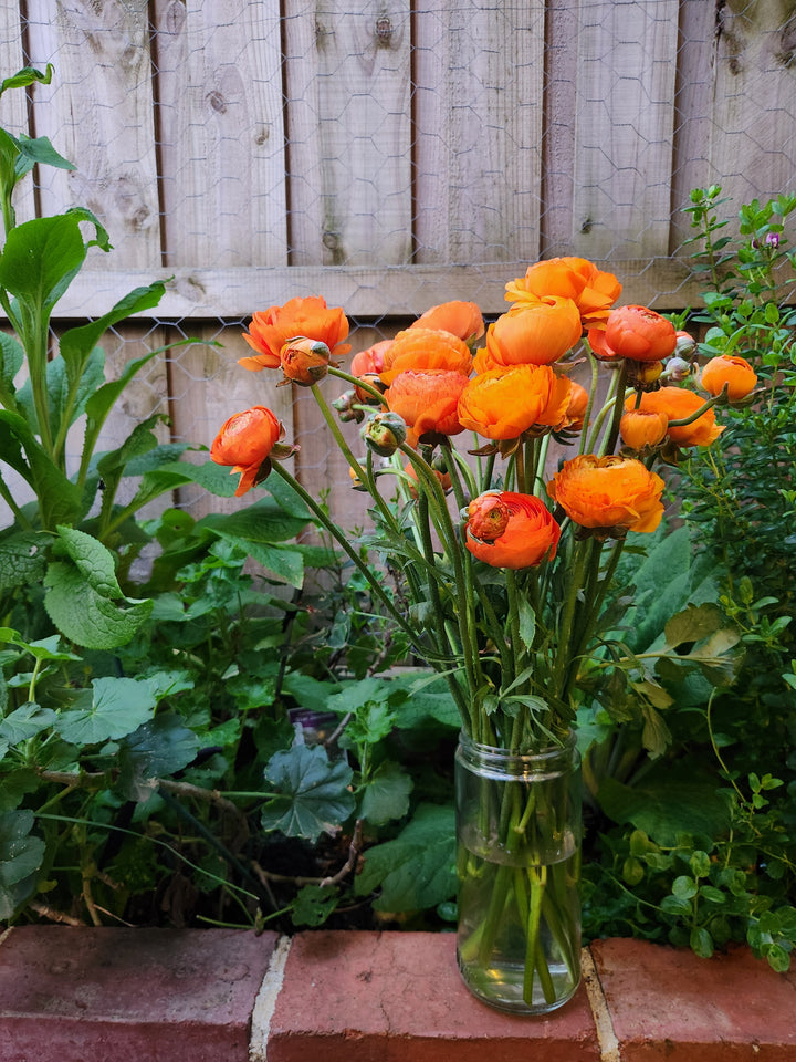 Italian Ranunculus – Field & Foliage