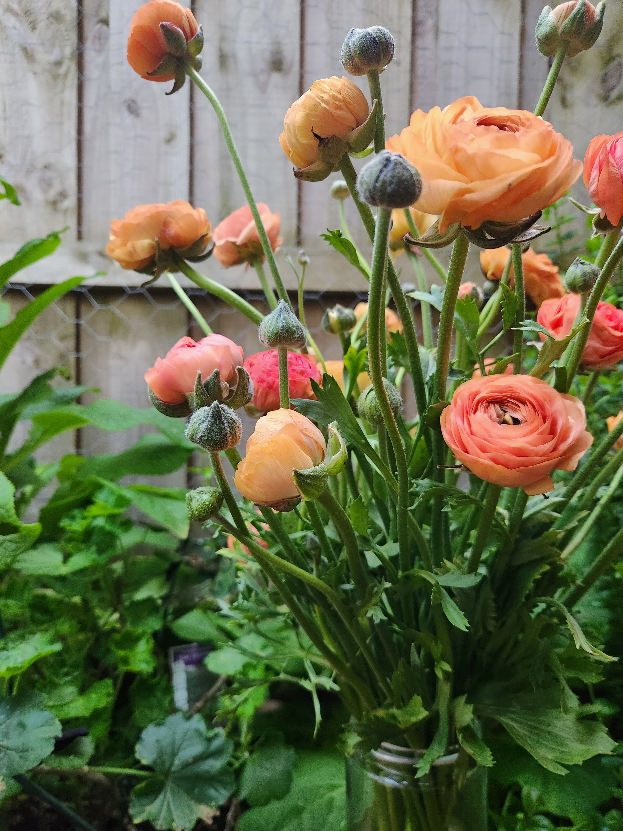 Italian Ranunculus Salmon – Field & Foliage