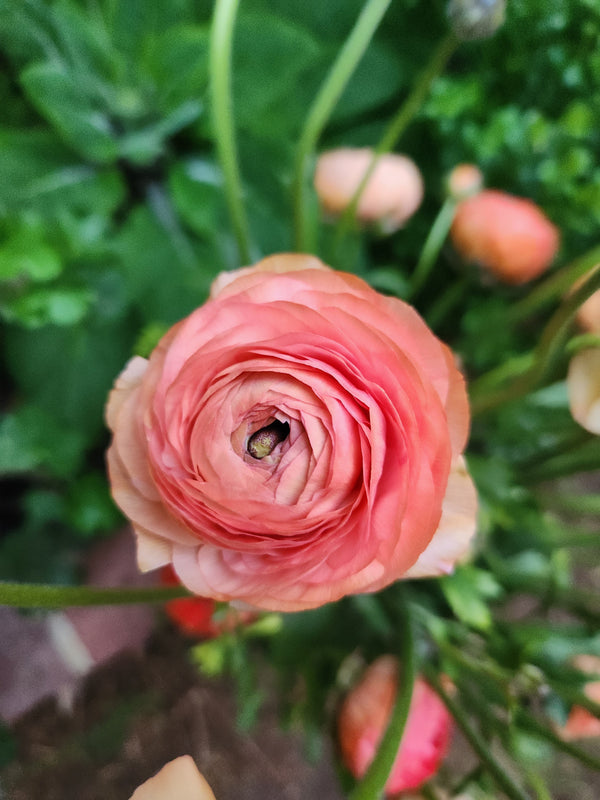 Italian Ranunculus Salmon – Field & Foliage