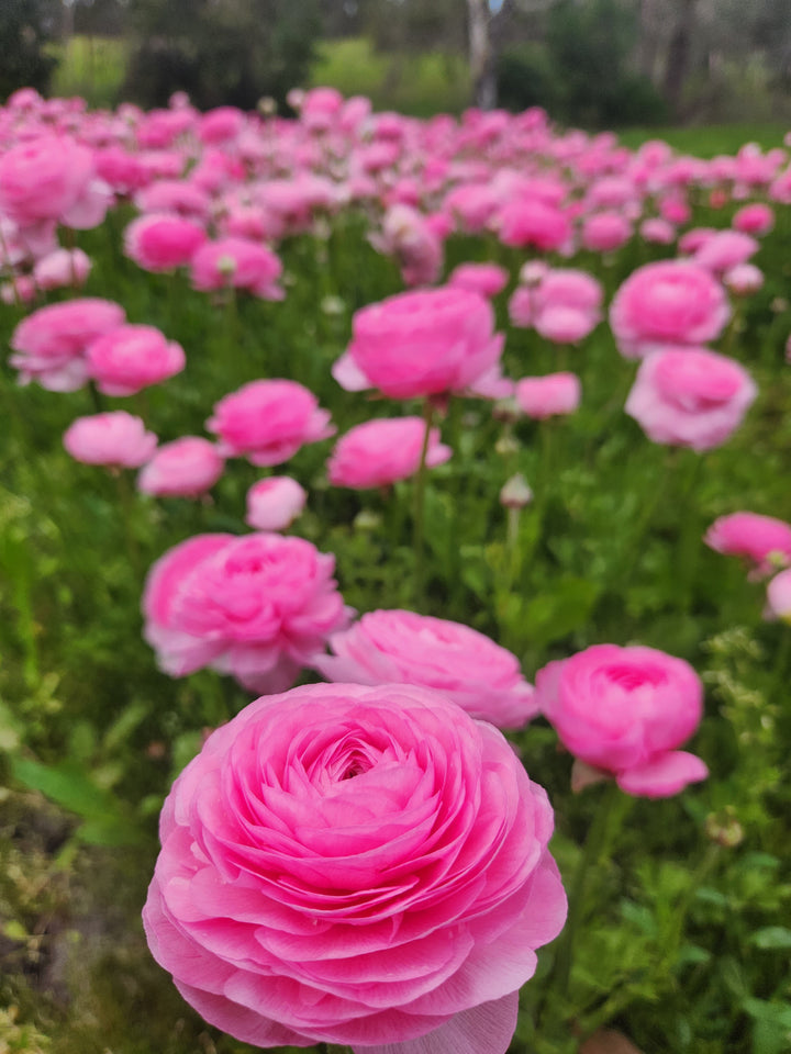 Italian Ranunculus – Field & Foliage