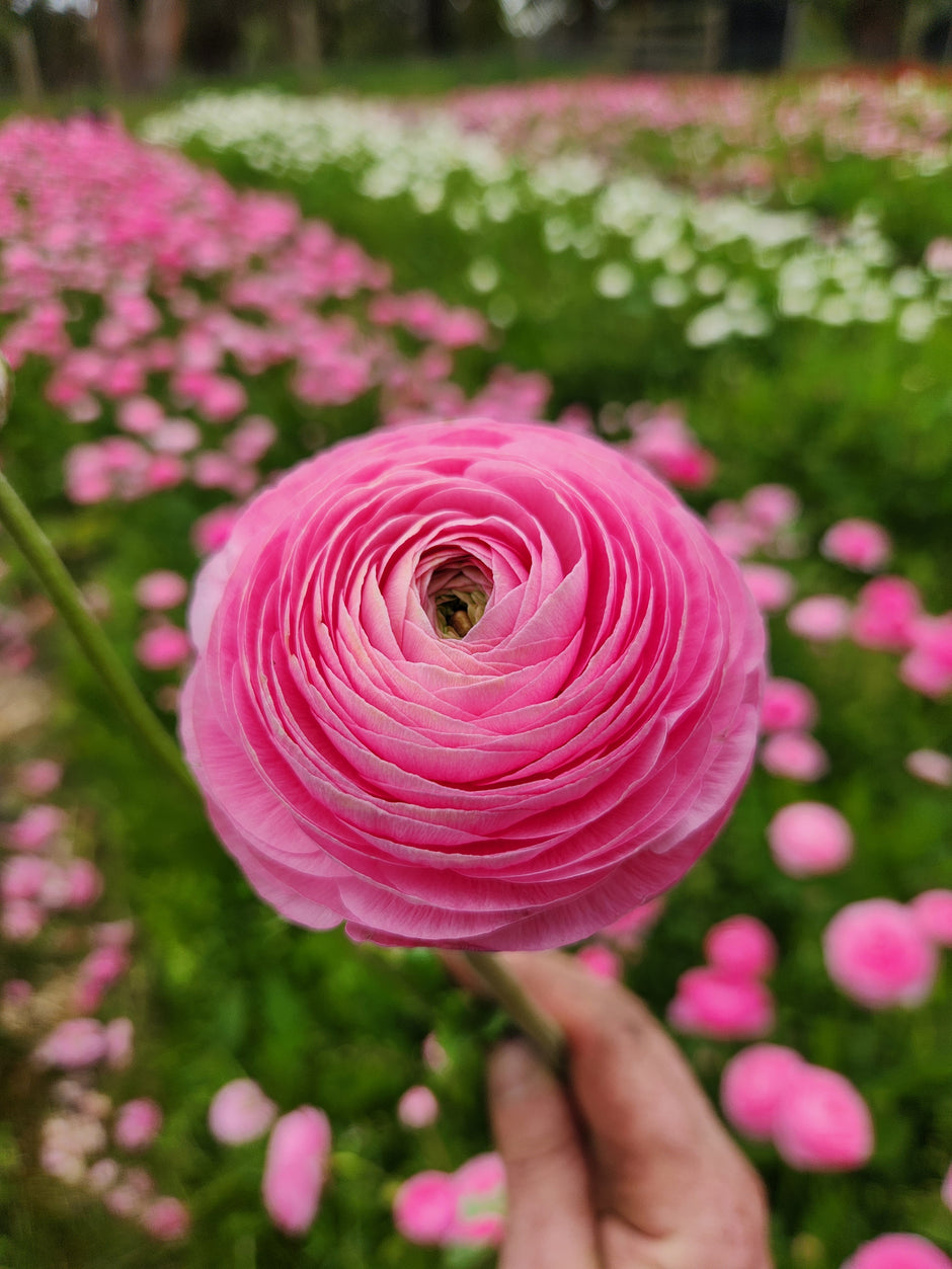 Italian Ranunculus – Field & Foliage