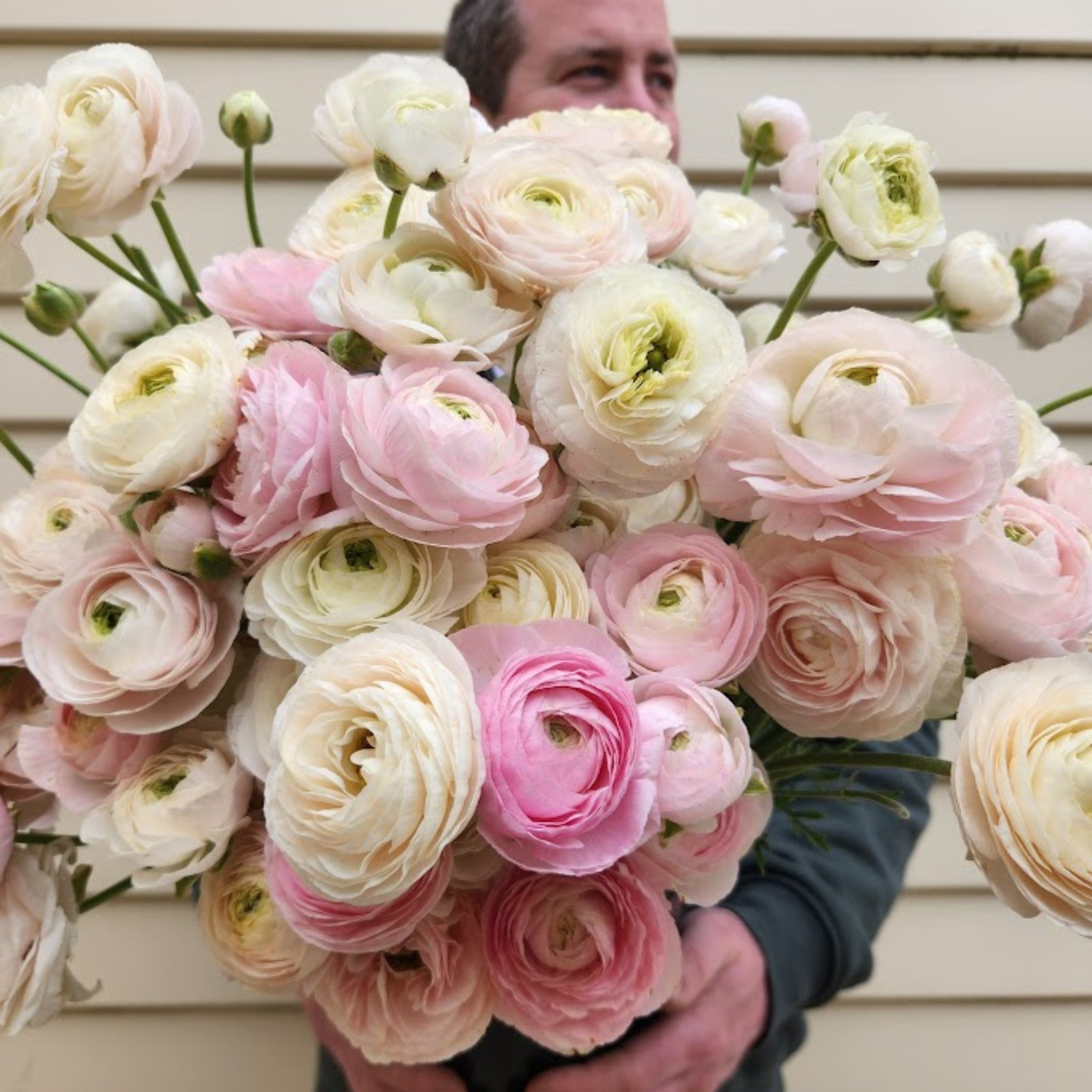 Chamallow - Specialty Ranunculus – Field & Foliage