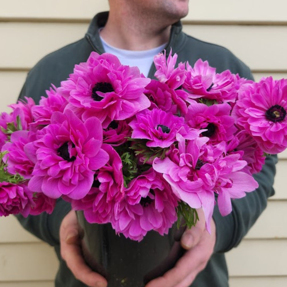 Levante Anemones – Field & Foliage