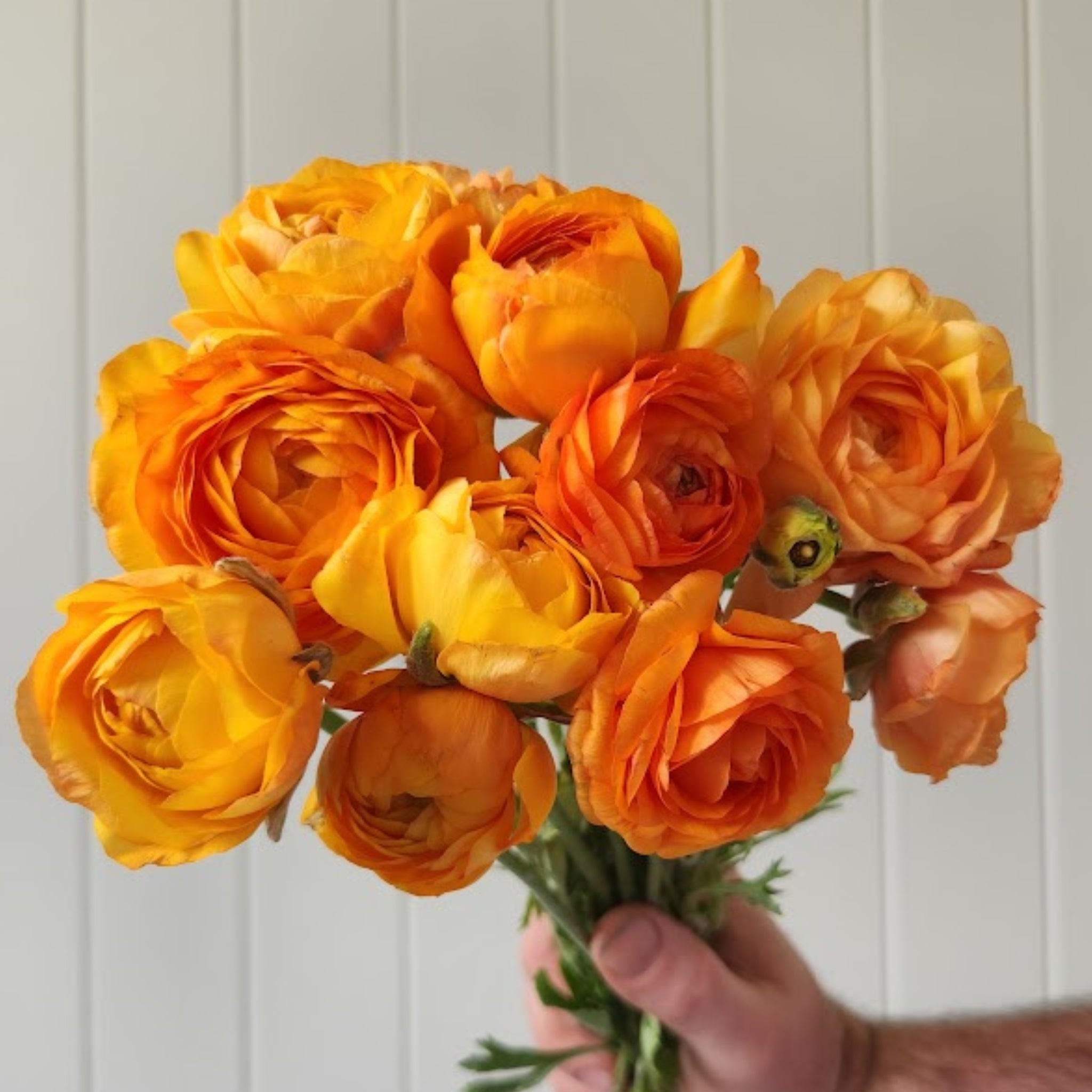 Specialty Ranunculus – Field & Foliage