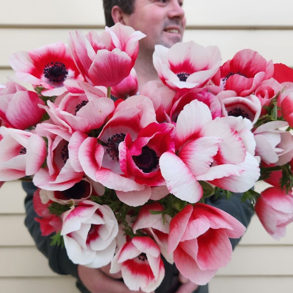 Mistral Anemones – Field & Foliage