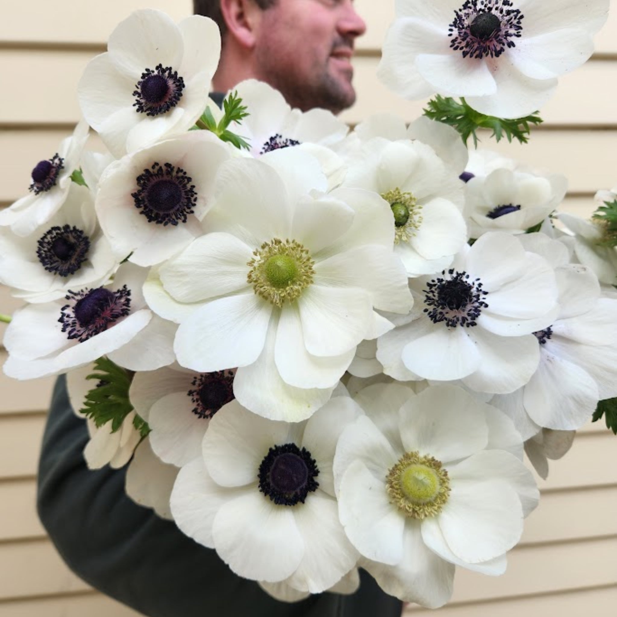 Panda (Black Centred) - Mistral Anemone – Field & Foliage