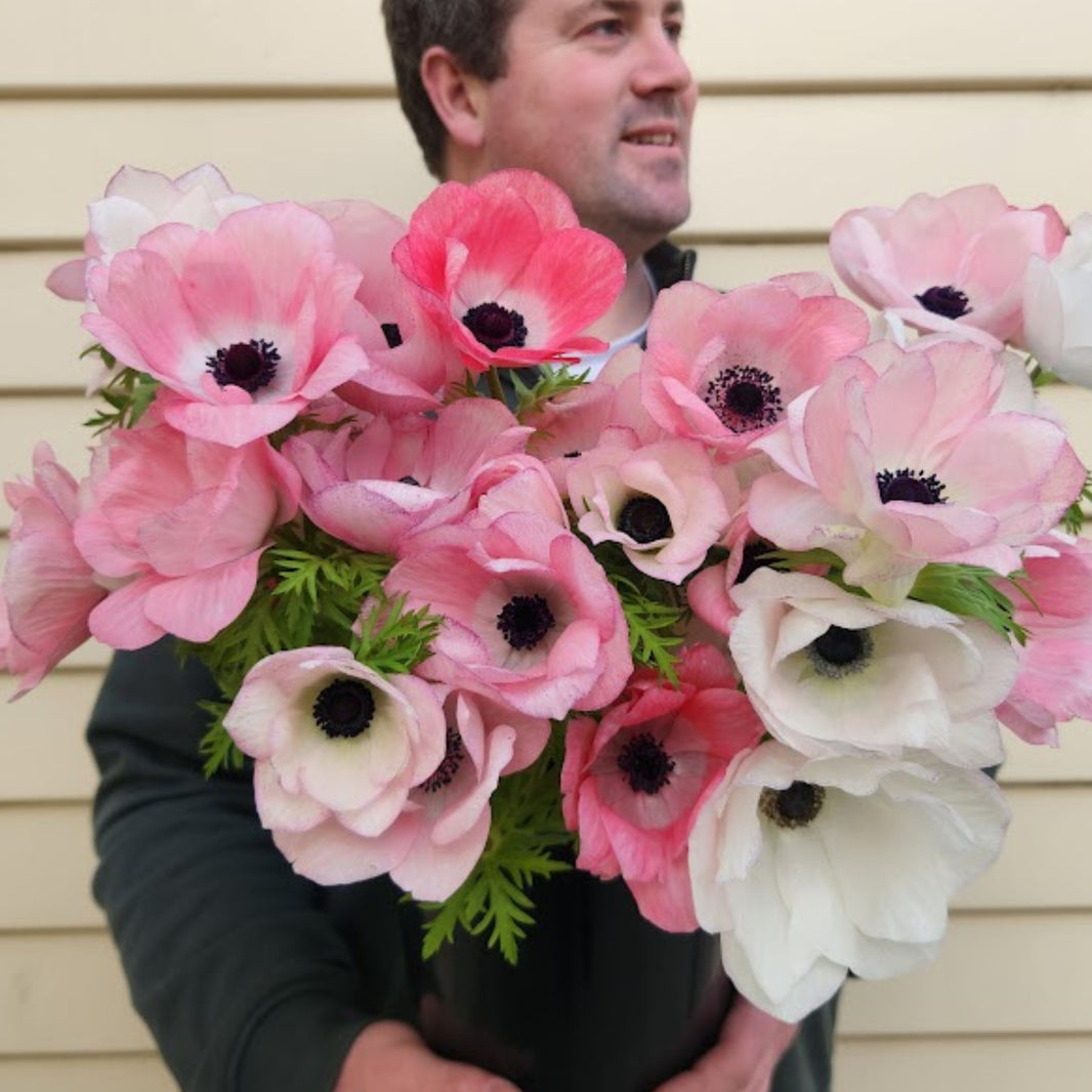 Mistral Anemones – Field & Foliage