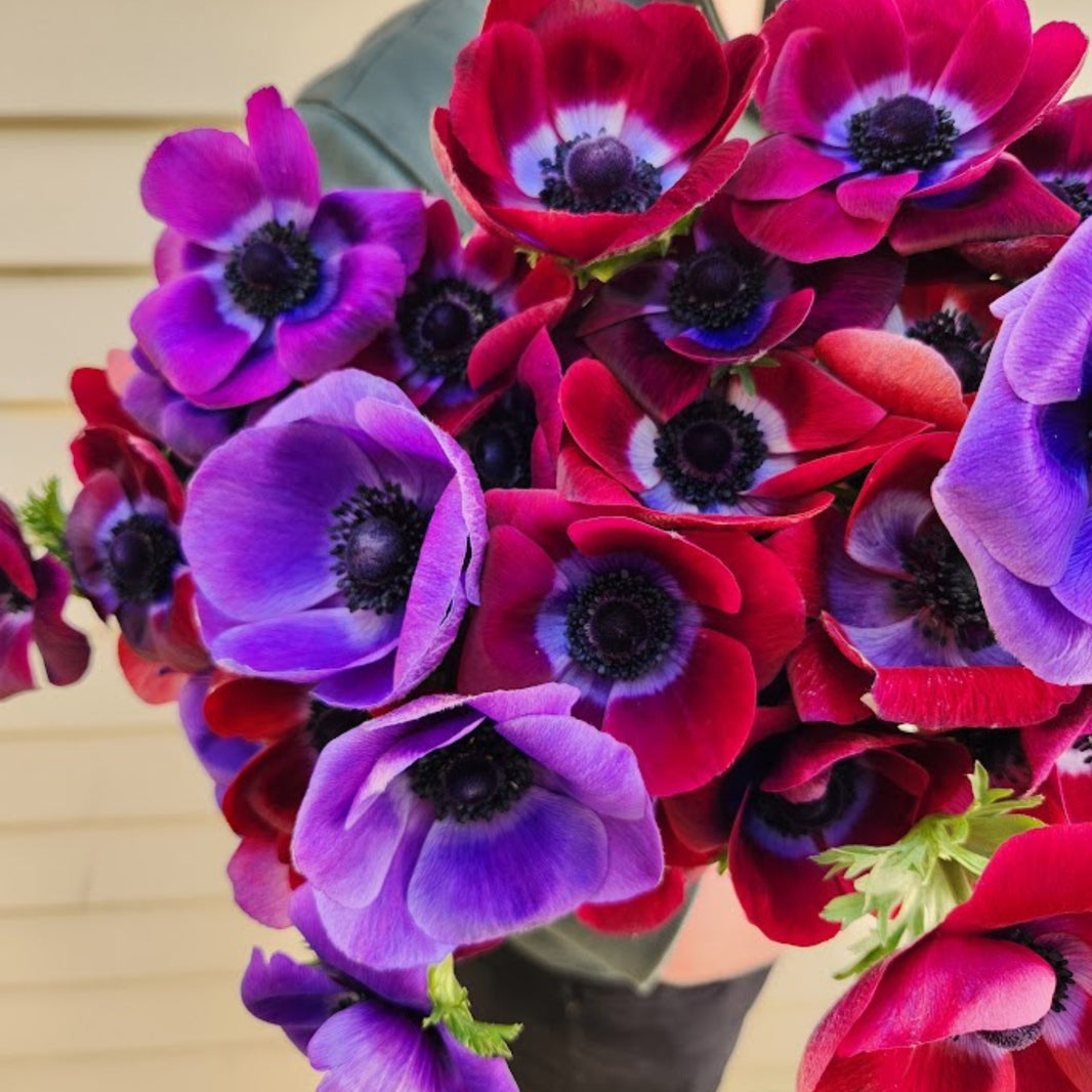 Mistral Anemones – Field & Foliage