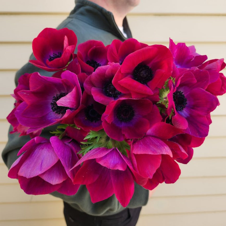 Mistral Anemones – Field & Foliage