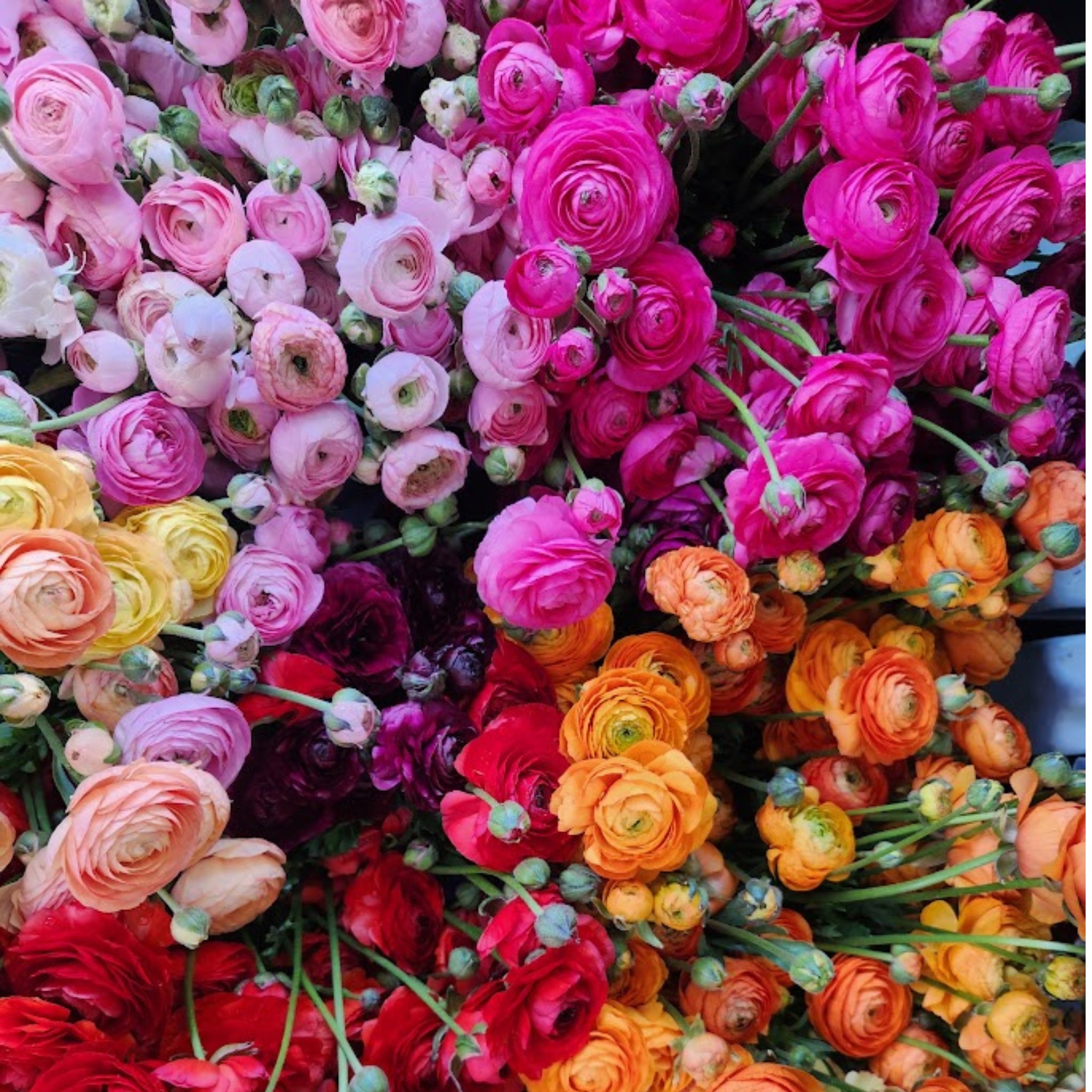 Specialty Ranunculus – Field & Foliage