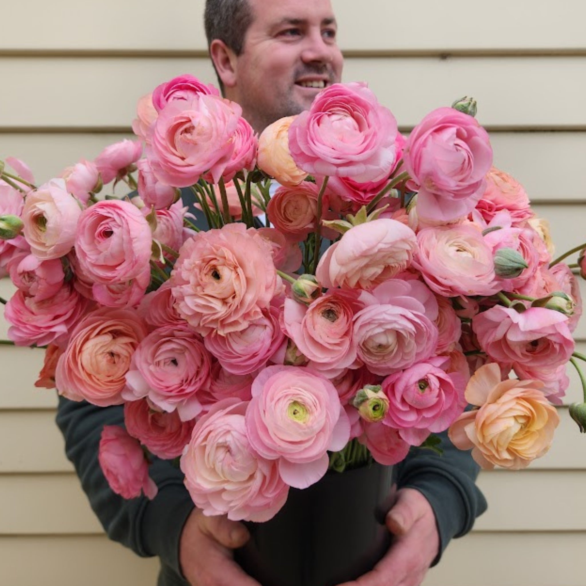 Pastello - Specialty Ranunculus – Field & Foliage