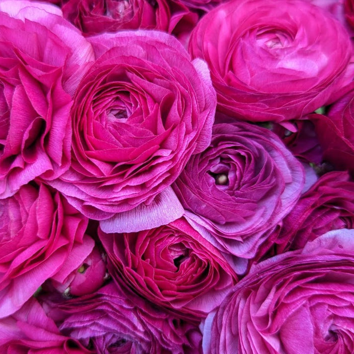 Violet - Specialty Ranunculus – Field & Foliage